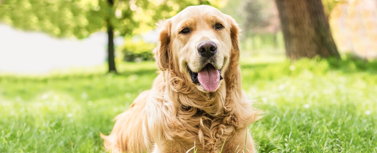 Ticks on Dogs NZ | NexGard New Zealand