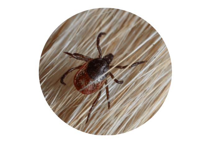 Protect Your Dog From Parasites | Fleas, Ticks, Worms, Mites | NexGard