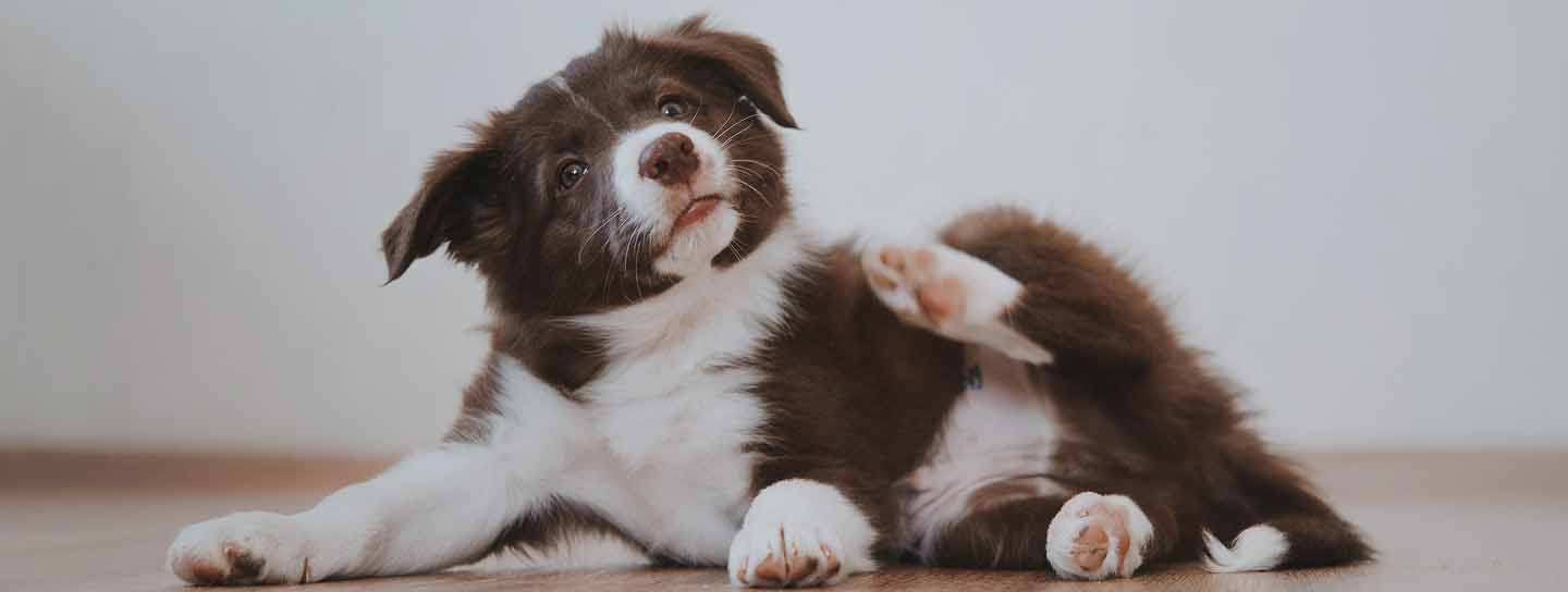 Mange in Puppies – Causes, Symptoms and Treatment