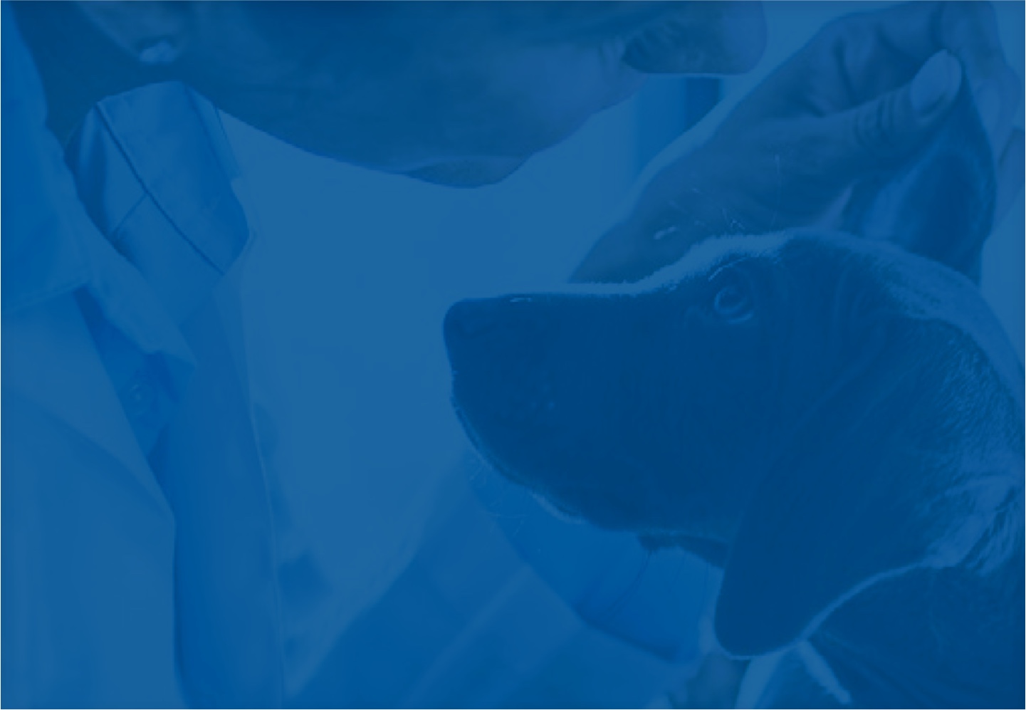 NEXGARD | Protect cats and dogs against flea, ticks and more